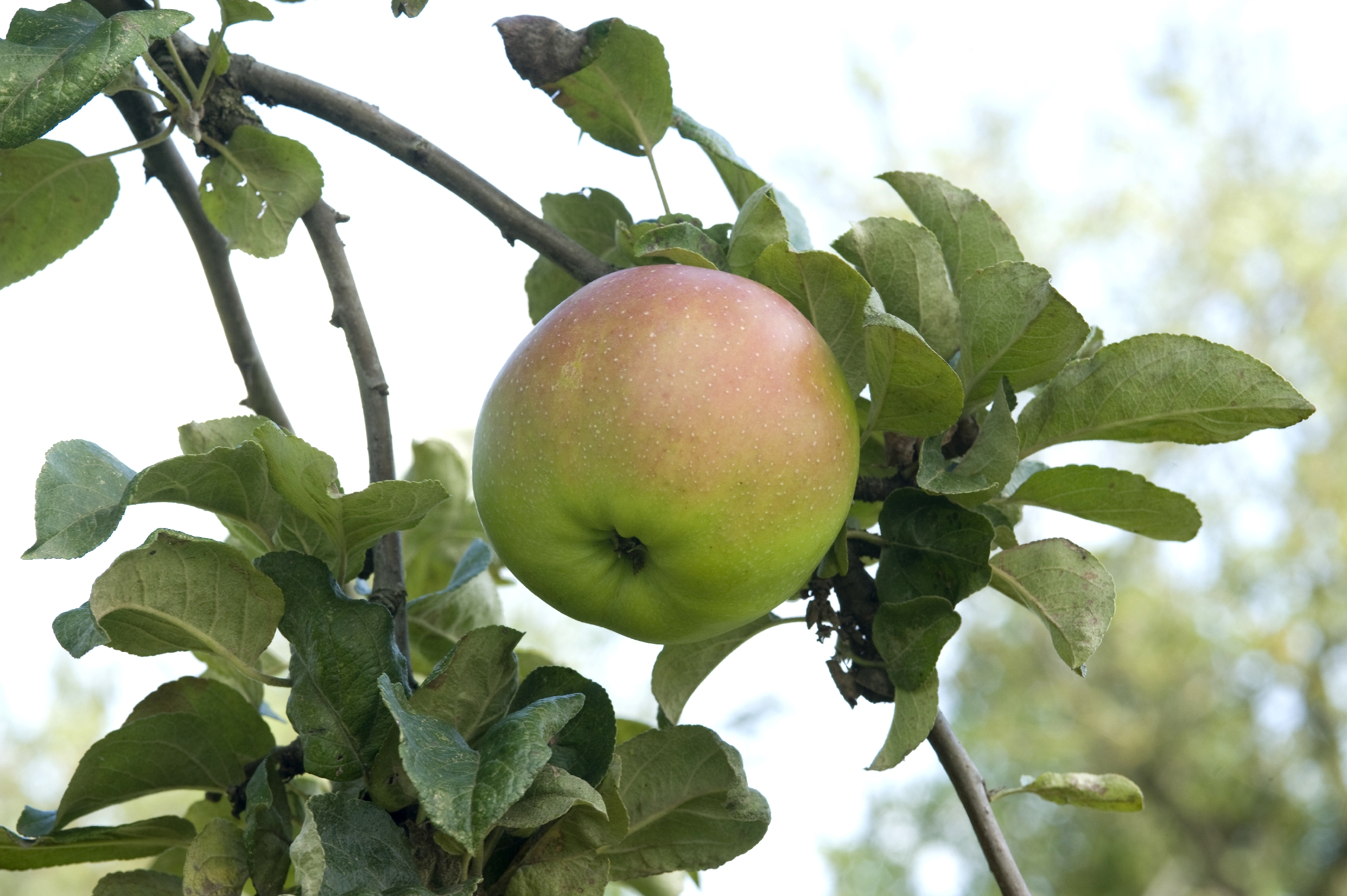 Judin - Écomusée de la Bintinais - Rennes