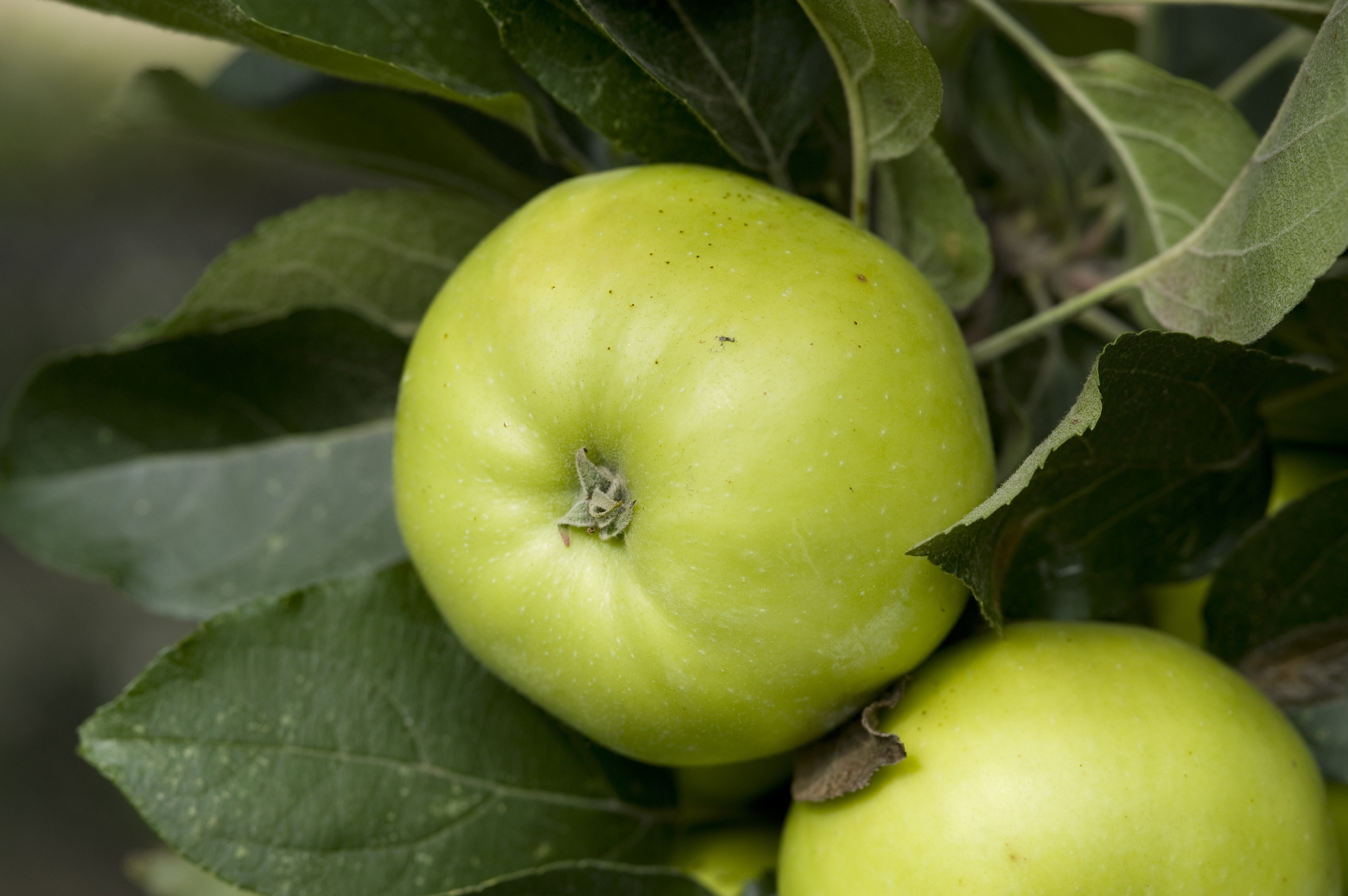 Locard blanc - Écomusée de la Bintinais - Rennes