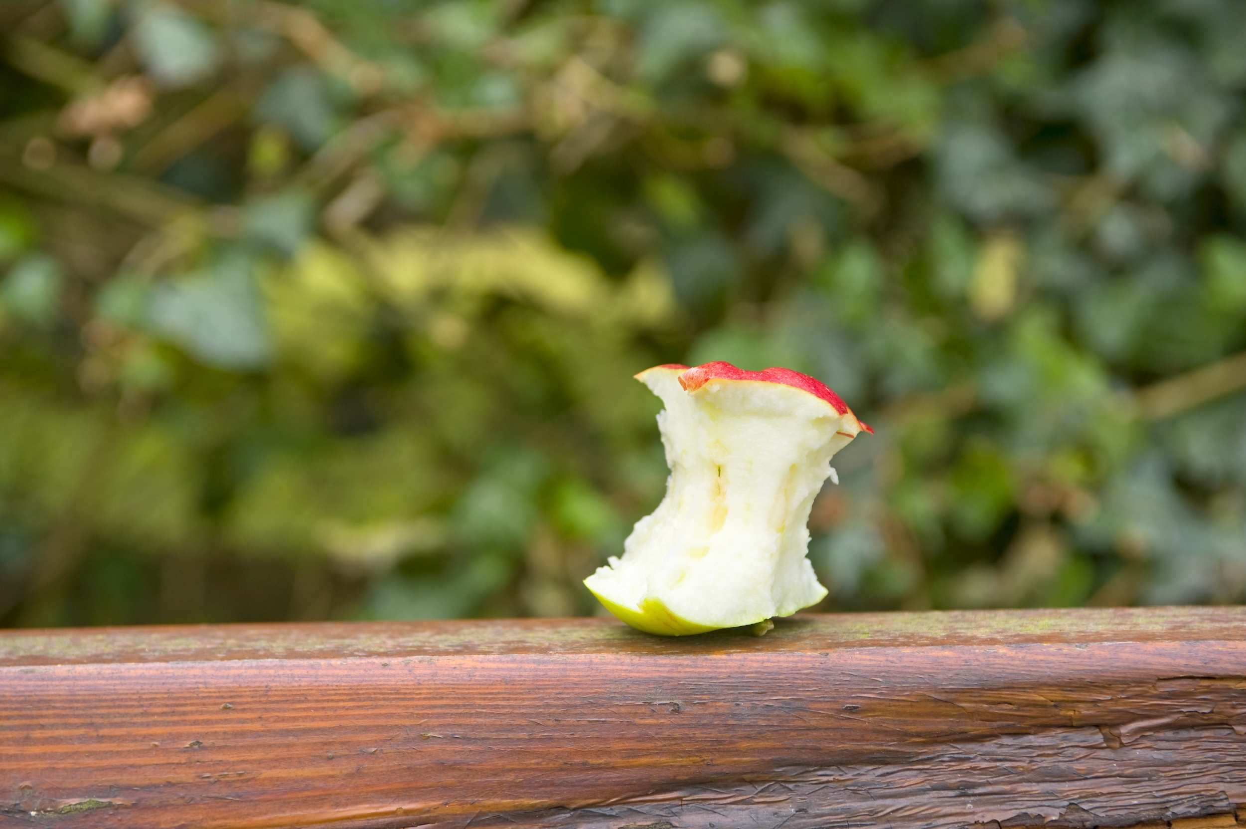 Locard vert (rennes) - Écomusée de la Bintinais - Rennes