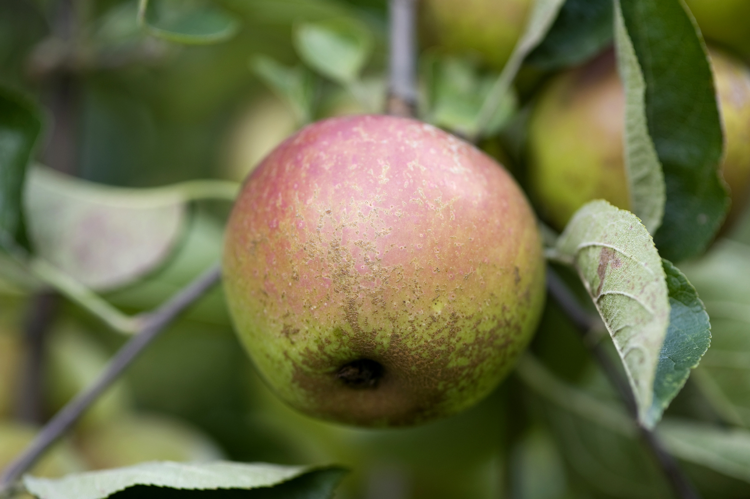 Reinette d'armorique - Écomusée de la Bintinais - Rennes